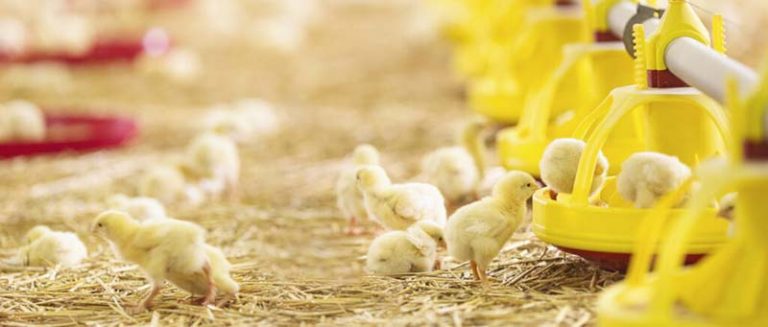 Poultry feed manufacturing process-types of feed for poultry